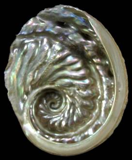 shellauction.net :: Haliotis scalaris scalaris - 3938227
