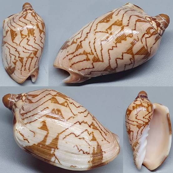 shellauction.net :: Cymbiola nobilis - 3938478