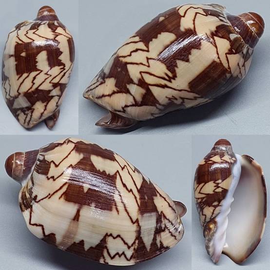 shellauction.net :: Cymbiola nobilis - 3938479