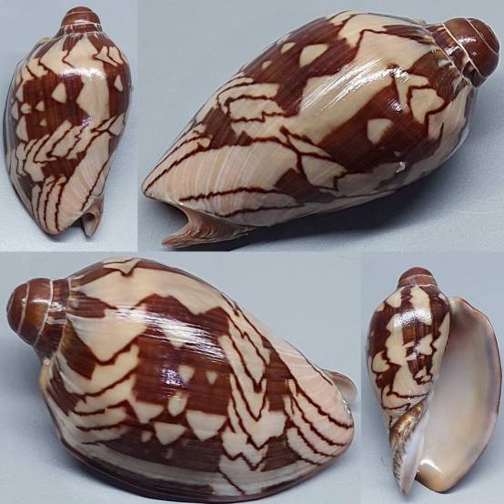 shellauction.net :: Cymbiola nobilis - 3938480