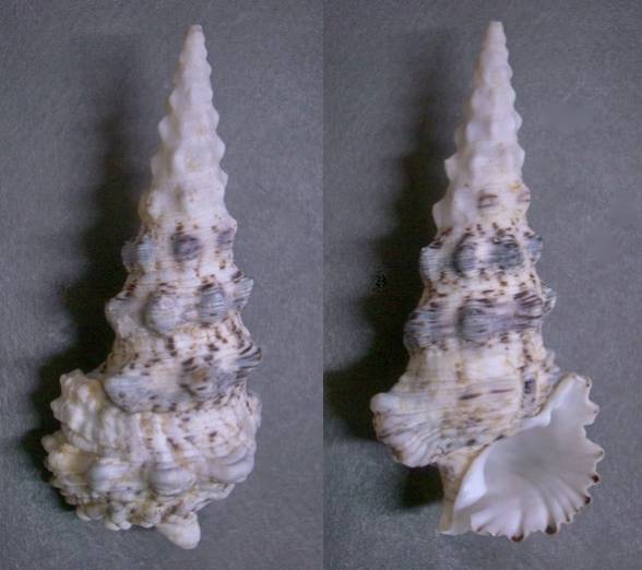 shellauction.net :: Cerithium nodulosum - 3938892
