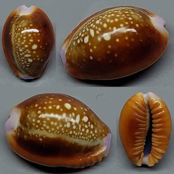 shellauction.net :: Naria helvola - 3939280
