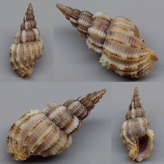 shellauction.net :: Phos senticosus - 3939712