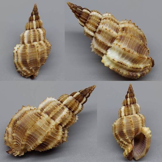 shellauction.net :: Phos senticosus - 3939713