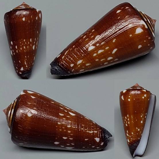 shellauction.net :: Conus (Eugeniconus) gisellelieae - 3939961