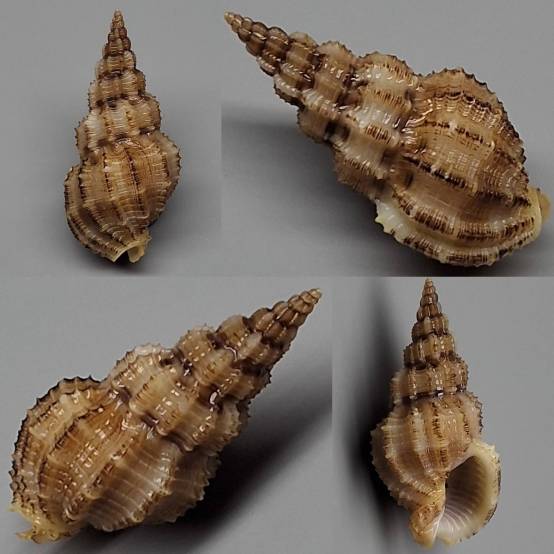 shellauction.net :: Phos senticosus - 3940048
