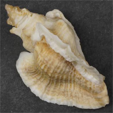 shellauction.net :: Pterynotus triformis - 3941100