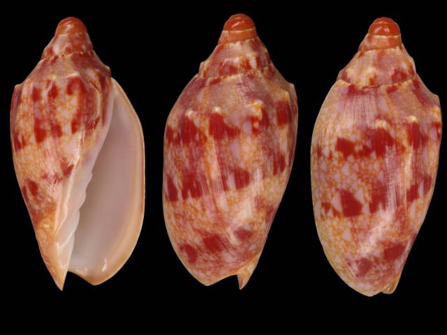 shellauction.net :: Cymbiola innexa - 3941141