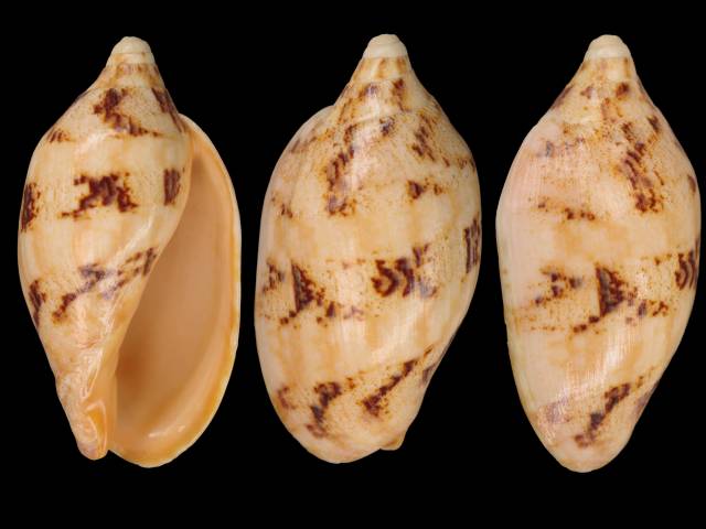shellauction.net :: Cymbiola rutila f. piperita - 3941156