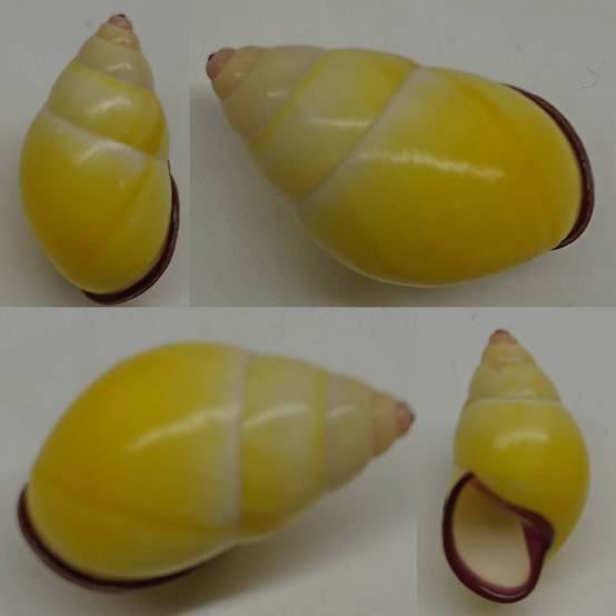 shellauction.net :: Amphidromus latestrigatus consobrinus - 3941262