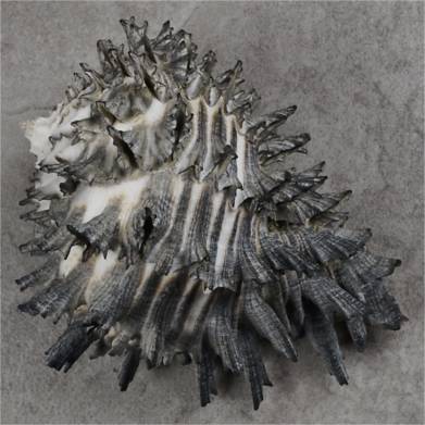 shellauction.net :: Muricanthus radix - 3941646