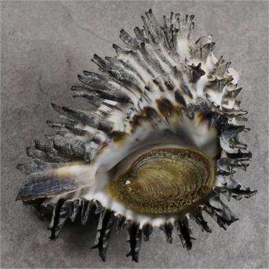 shellauction.net :: Muricanthus radix - 3941646