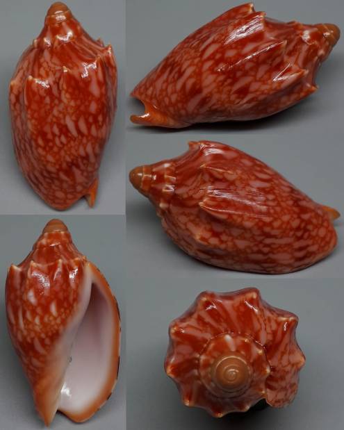 shellauction.net :: Cymbiola nusatenggara - 3942121
