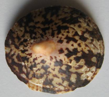shellauction.net :: Patella testudinaria - 3942843