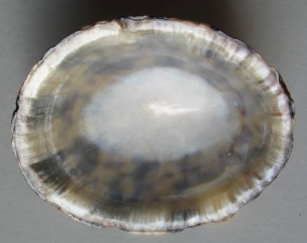 shellauction.net :: Patella testudinaria - 3942843