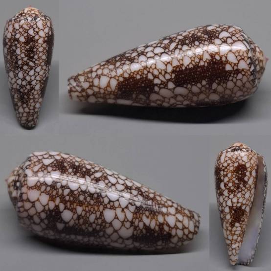 shellauction.net :: Conus omaria - 3943098