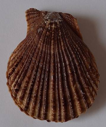 shellauction.net :: Scaeochlamys ruschenbergerii - 3943314
