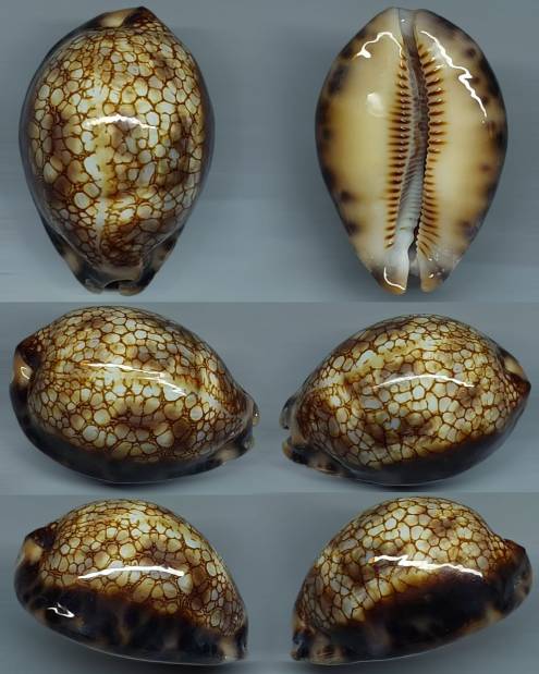 shellauction.net :: Mauritia histrio - 3943566