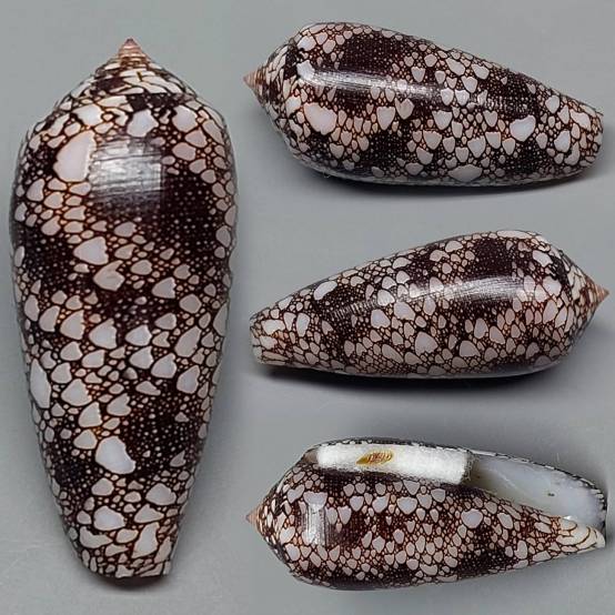 shellauction.net :: Conus omaria - 3943765