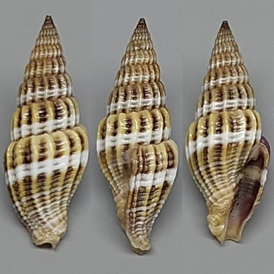 shellauction.net :: Vexillum longispira - 3944128