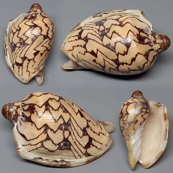 shellauction.net :: Cymbiola nobilis - 3944255
