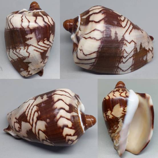 shellauction.net :: Cymbiola nobilis - 3944754