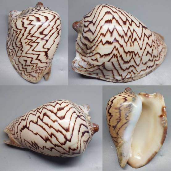shellauction.net :: Cymbiola nobilis - 3944757