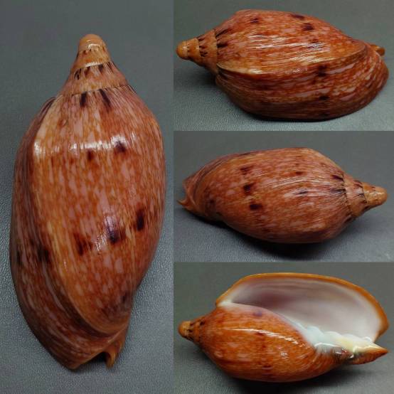 shellauction.net :: Cymbiola innexa - 3944781