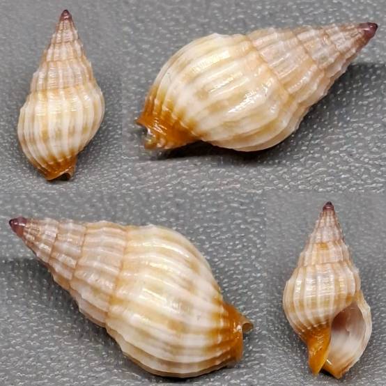 shellauction.net :: Nassarius sp. - 3944939