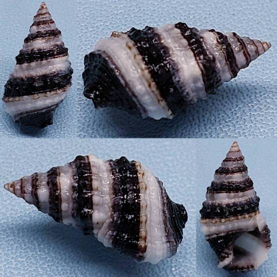 shellauction.net :: Cerithium zonatum - 3944962