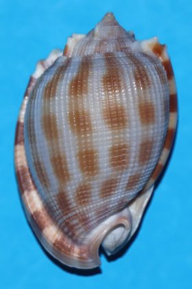 shellauction.net :: Phalium decussatum - 3945218
