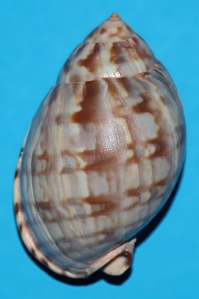 shellauction.net :: Semicassis labiata - 3945240