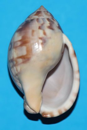 shellauction.net :: Semicassis labiata - 3945240