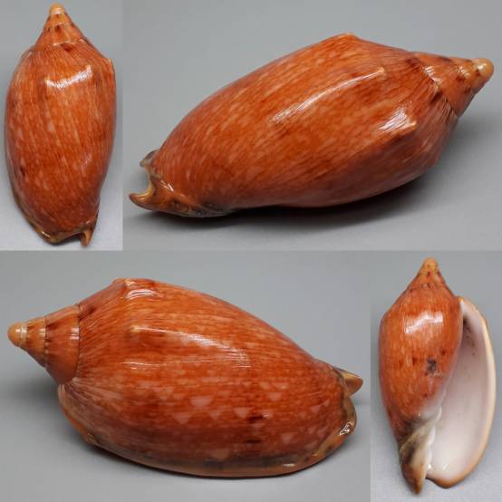 shellauction.net :: Cymbiola innexa marispuma - 3945531