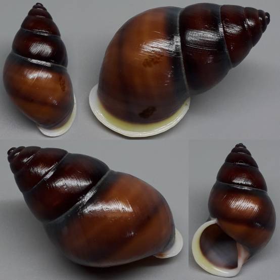 shellauction.net :: Amphidromus webbi simalurensis - 3945601