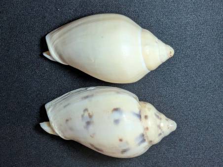 shellauction.net :: Cymbiola flavicans - 3945841