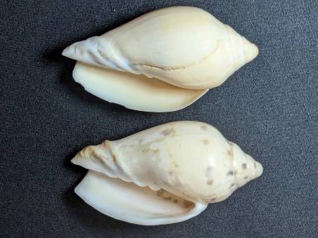 shellauction.net :: Cymbiola flavicans - 3945841