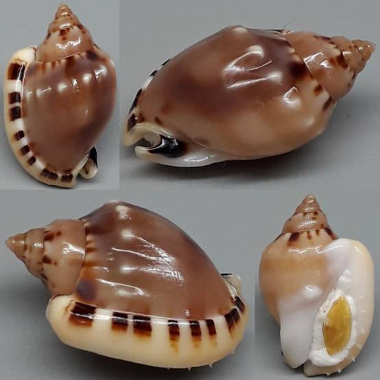 shellauction.net :: Casmaria ponderosa - 3945867