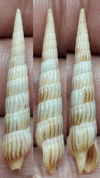 shellauction.net :: Terebra sp. - 3945928