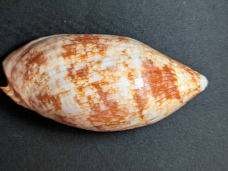 shellauction.net :: Cymbiola rutila - 3946110