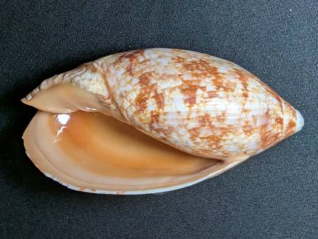 shellauction.net :: Cymbiola rutila - 3946110