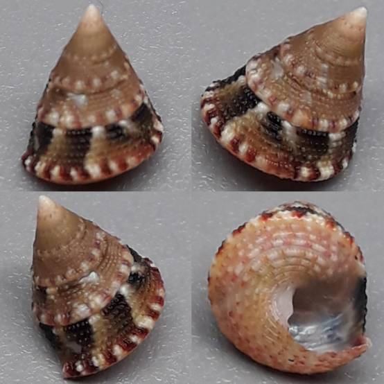 shellauction.net :: Trochus sp. - 3946174