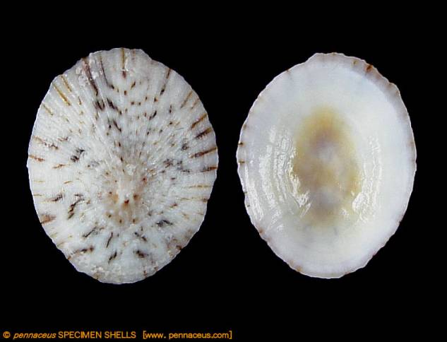 shellauction.net :: Patella sp. - 3947176