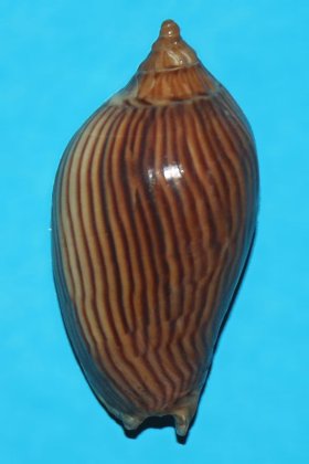 shellauction.net :: Amoria zebra - 3947612