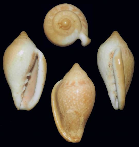 shellauction.net :: Marginella glabella - 3947690