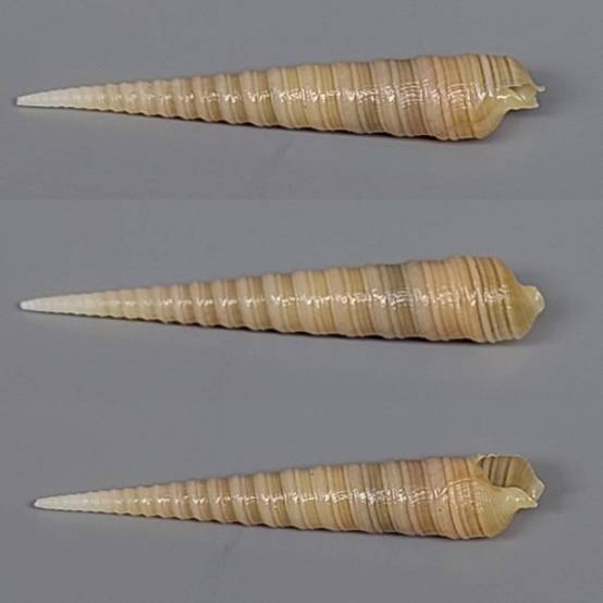 shellauction.net :: Terebra sp. - 3947699