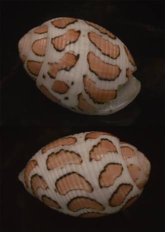 shellauction.net :: Punctacteon eloiseae - 3947778