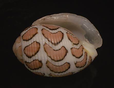 shellauction.net :: Punctacteon eloiseae - 3947778