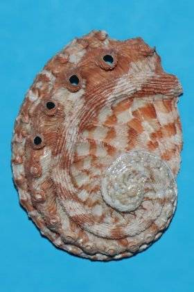 shellauction.net :: Haliotis scalaris - 3947836
