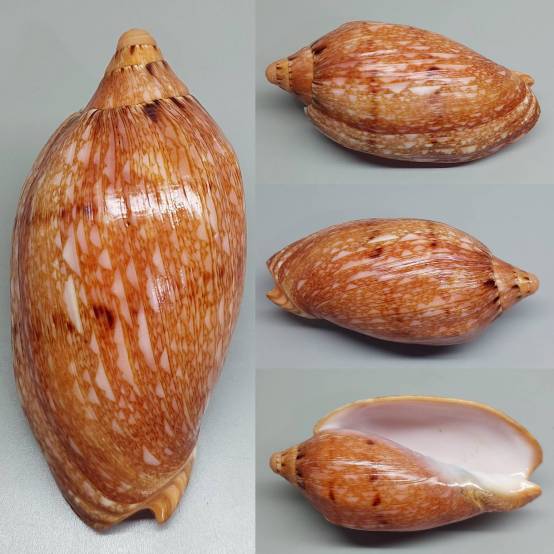 shellauction.net :: Cymbiola innexa - 3949199